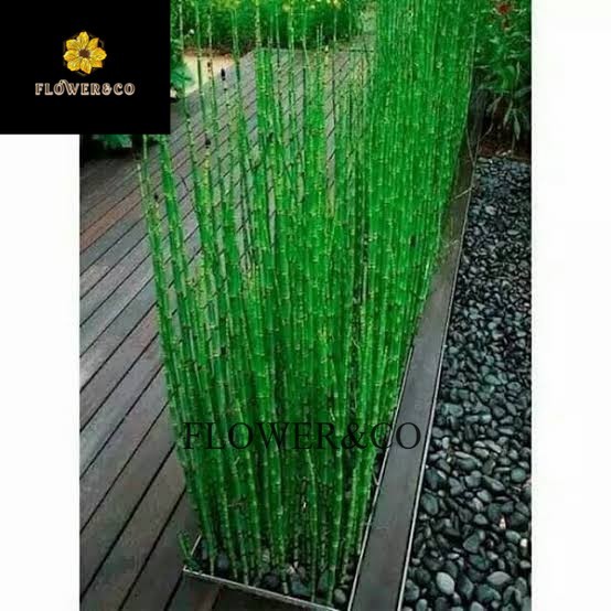 Jual tanaman hias bambu air mini | Shopee Indonesia