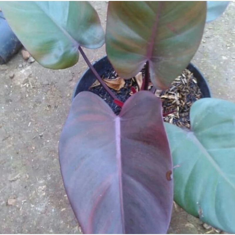 Jual #tanaman/hias/philodendron/black/cardinal/@ahmadhandika | Shopee ...