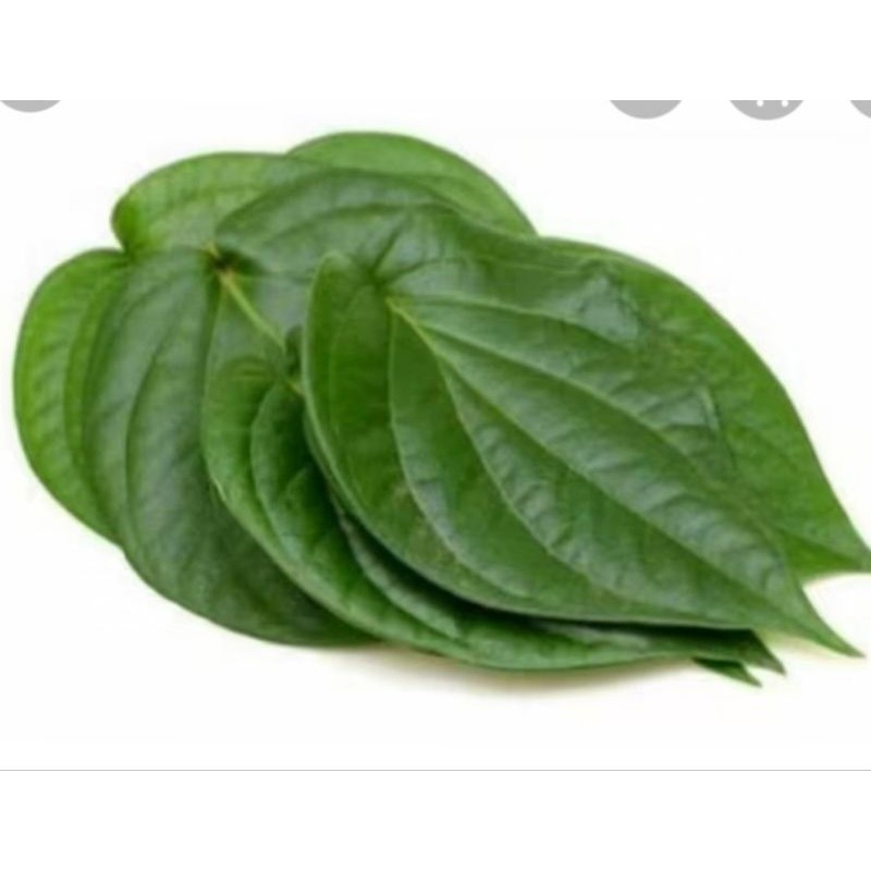 Jual farm Shop - sirih putih obat herbal alami per1 lembar - old ...