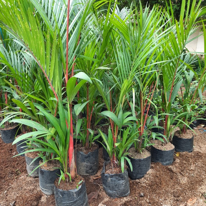 Jual Tanaman Hidup Indoor Palem Pinang Merah 1 Meter - Tanaman Hias ...