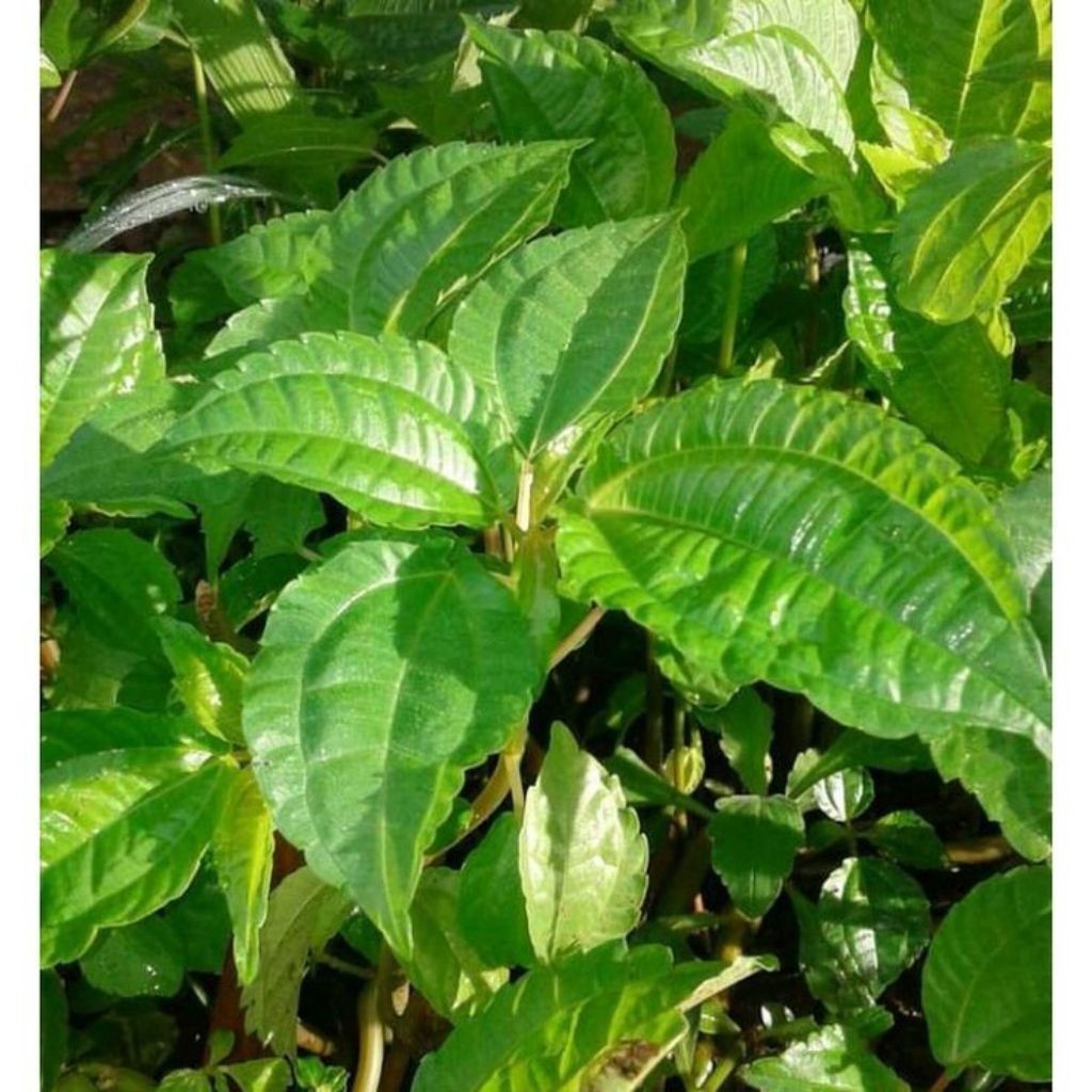 Jual Daun pohpohan segar lalapan segar perikat (500g) | Shopee Indonesia