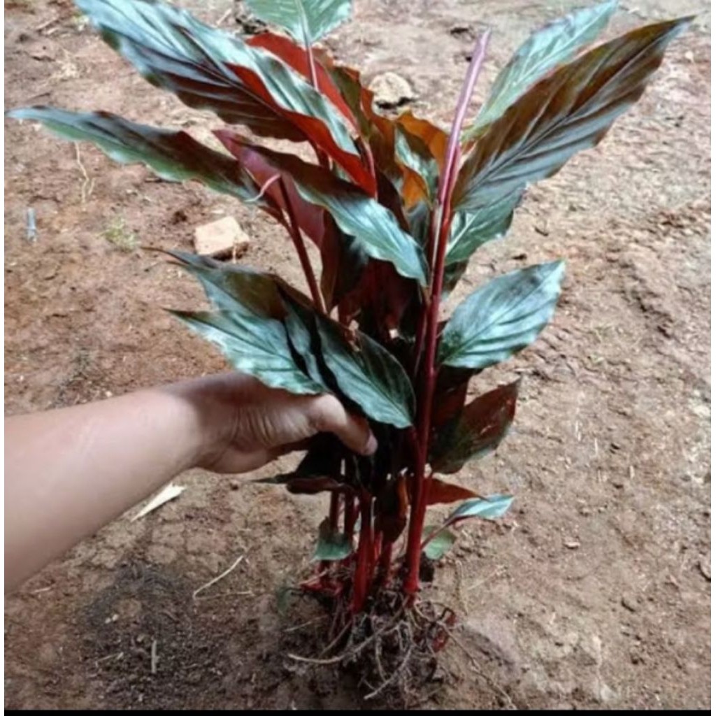 Jual bibit tanaman honje / kecombrang merah | Shopee Indonesia