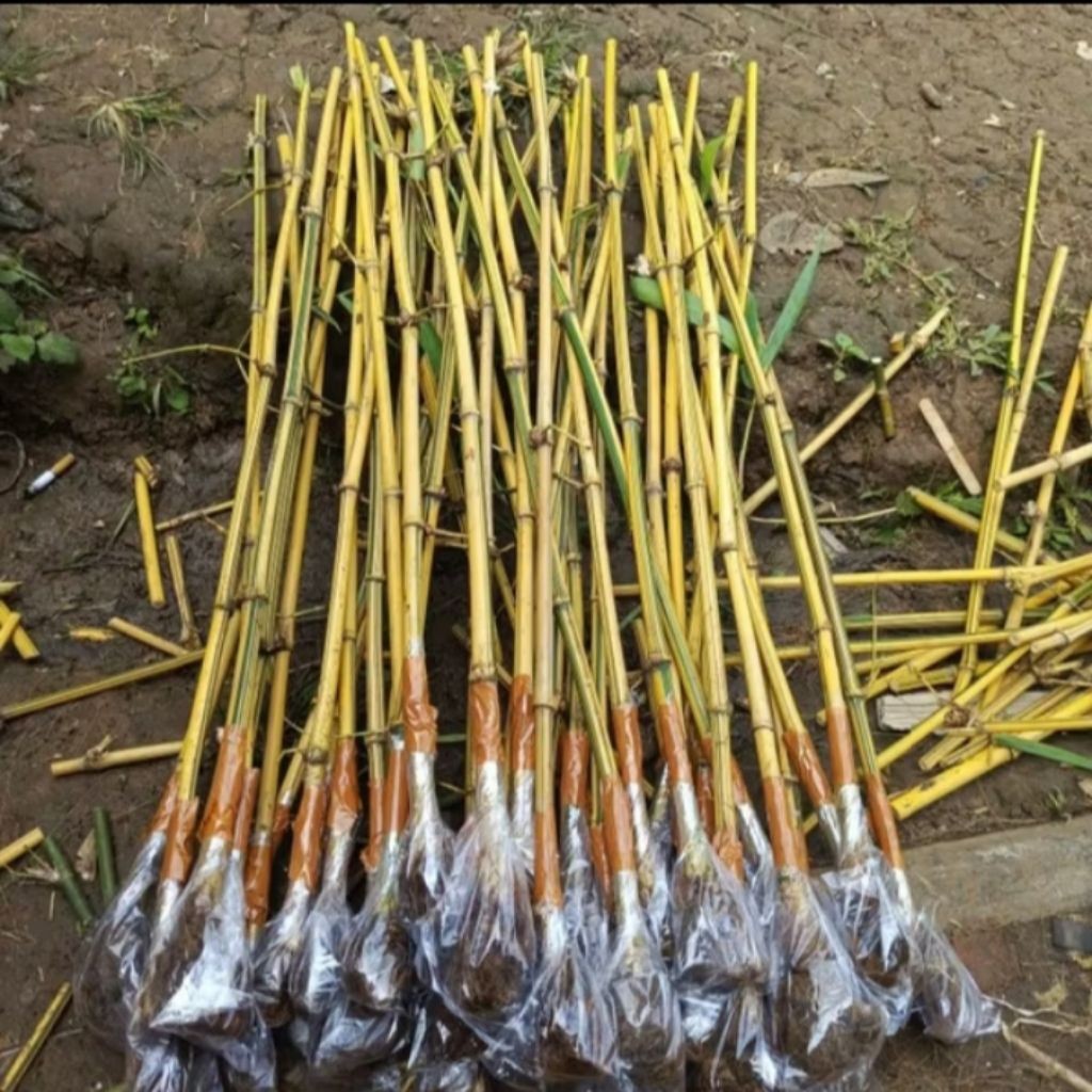 Jual BIBIT BAMBU KUNING KUALITAS SUPER PANJANG 1 METER | Shopee Indonesia