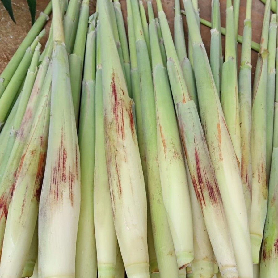 Jual Turubuk / Terubuk / Terubus / Telor Tebu / Kembang Tebu Endog 500 ...