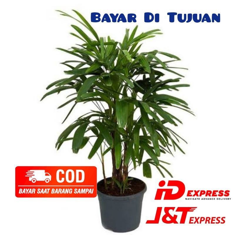 Jual palem waregu tinggi 50-60 cm | Shopee Indonesia
