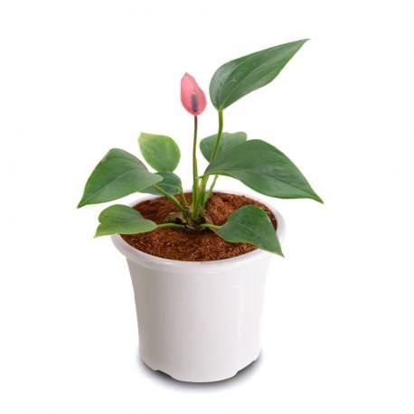 Jual Tanaman Bunga Anthurium Mickey Mouse Pink (ochna serrulata ...