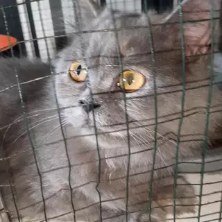 Jual Kucing BSH Terlengkap & Harga Terbaru Januari 2026 | Shopee Indonesia