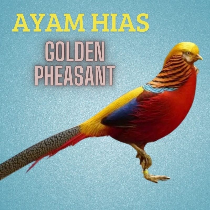 Jual Ayam Golden Pheasant Terlengkap & Harga Terbaru Mei 2026 | Shopee ...
