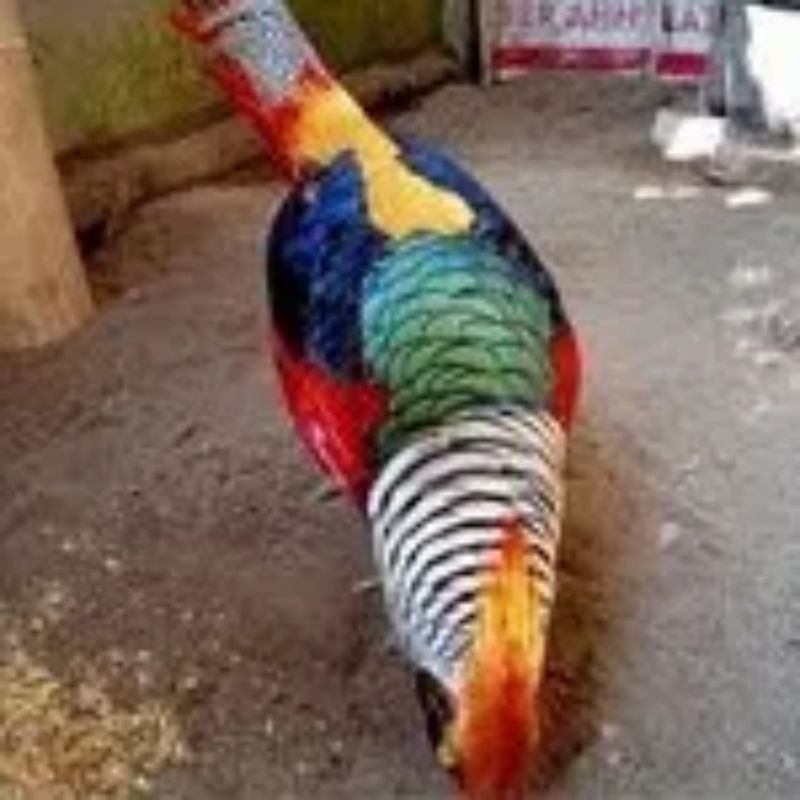 Jual Ayam Golden Pheasant Terlengkap & Harga Terbaru Mei 2026 | Shopee ...