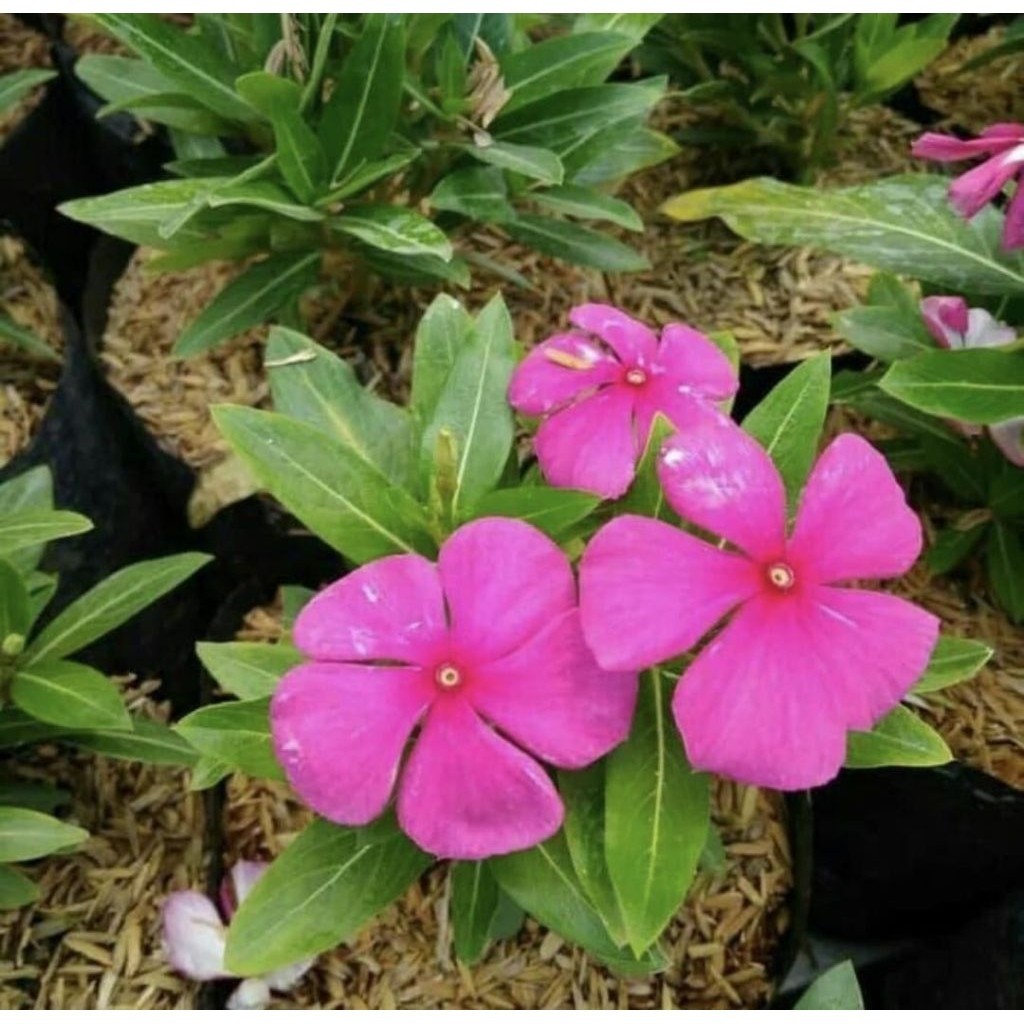 Jual Pohon Tapak Dara Bunga Pink / Bunga Vinca Tanaman Hias Pohon Tapak ...
