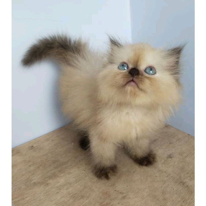 Jual Kucing Persia Himalaya Terlengkap & Harga Terbaru Mei 2026 ...