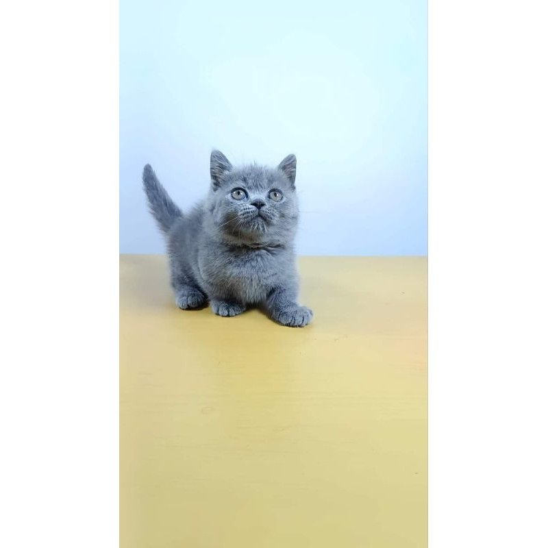 Jual KUCING Bsh munchkin betina blue solid kitten | Shopee Indonesia