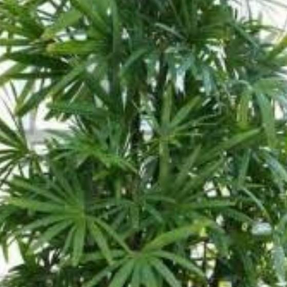 Jual Baru Palem Waregu atau Lady Palm (Rhapis Excelsa) dapat ...