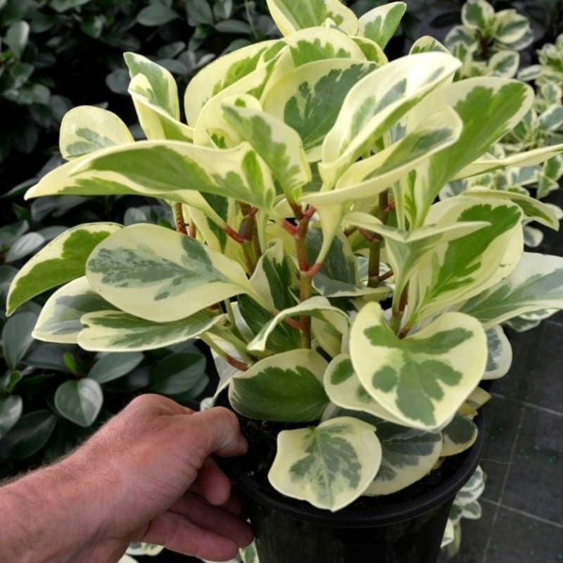 Jual Peperomia varigata - Jade plant varigata | Shopee Indonesia