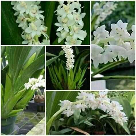 Jual anggrek eria hyacintoides | Shopee Indonesia