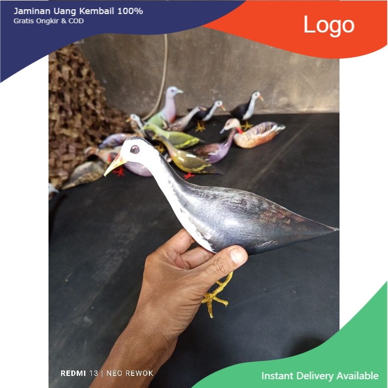 Jual JONTROT RUAK RUAK PIKAT BURUNG BELIBIS PUNAI GOAK HITAM TEKUKUR ...
