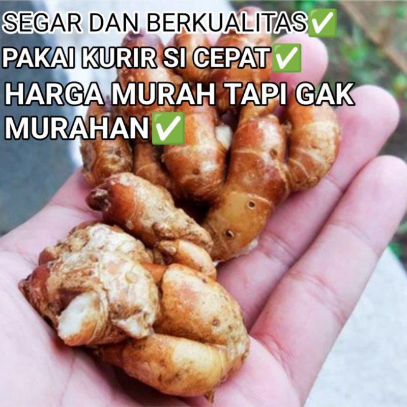 Jual KENCUR /CIKUR SEGAR FRESH ORGANIK 100 GRAM | Shopee Indonesia