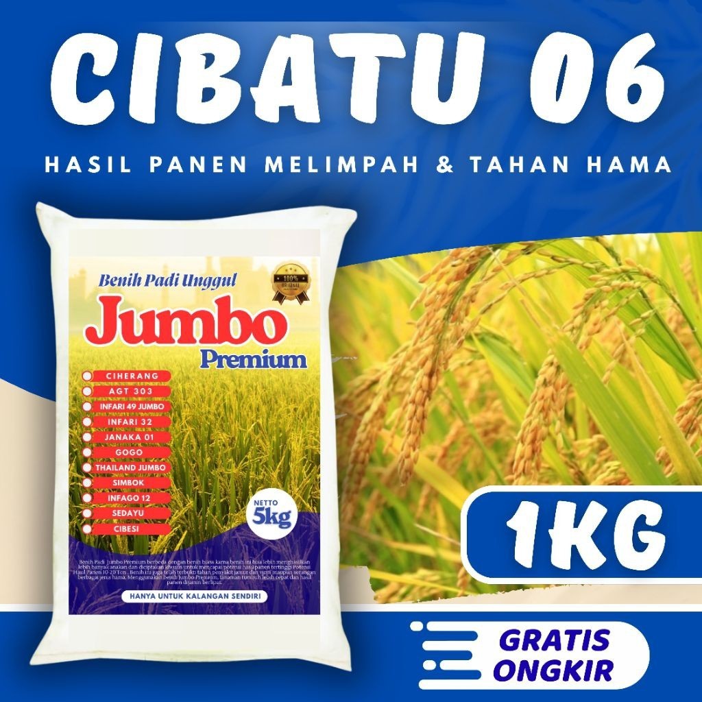 Jual benih padi cibatu 06 original kemasan 1kg Berkualitas / Anti Roboh ...