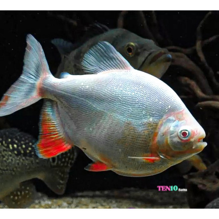 Jual Pacu Albino 6-9 cm / Ikan Predator / Ikan Hias Aquascape | Shopee ...