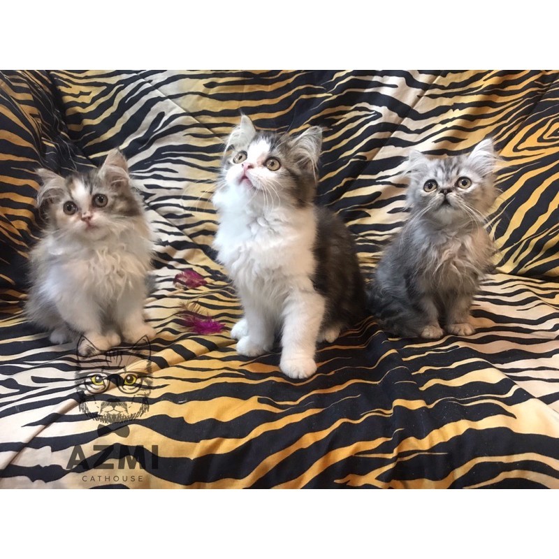 Jual KUCING PERSIA MEDIUM x FLATNOSE BETINA CALICO, BICOLOR, SIlVER ...