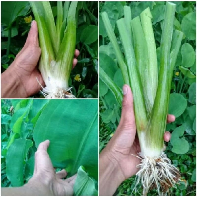 Jual Bibit Genjer Gendot Jumbo Segar Siap Tanam | Shopee Indonesia