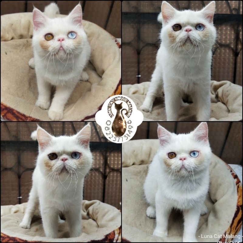 Jual kucing exotic odd eyes | Shopee Indonesia