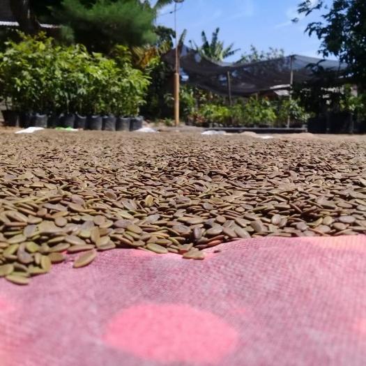 Jual promo Kemasan Hemat 100 Gram Biji Benih Sengon Laut Albasia Siap ...