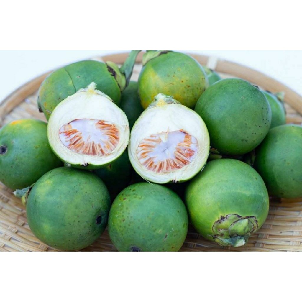Jual Buah Pinang Muda fresh dan Berkhasiat 500 gram | Shopee Indonesia