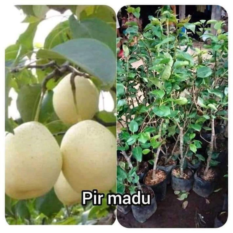 Jual bibit buah pir madu | Shopee Indonesia