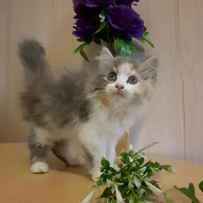 Jual kucing persia dilute calico | Shopee Indonesia