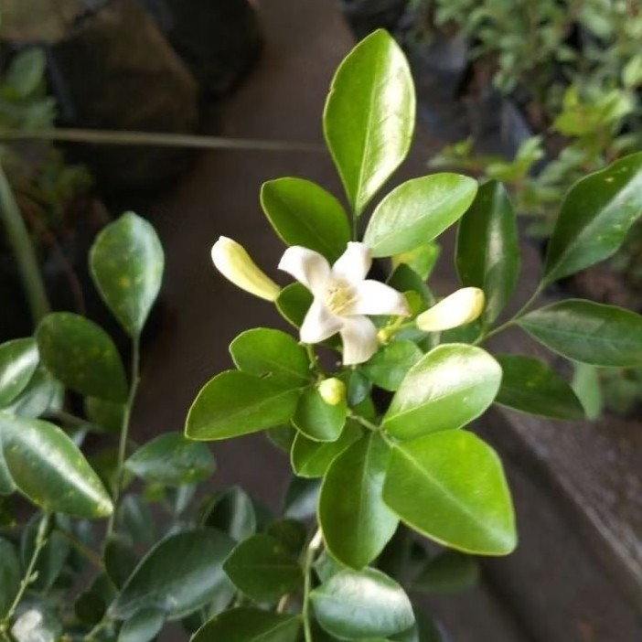 Jual tanaman bunga kemuning mikro wangi bahan bonsai hias hidup ...