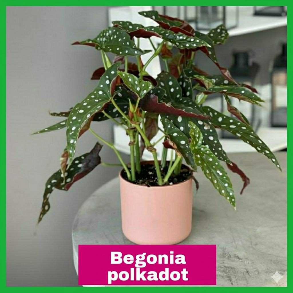 Jual Tanaman Hias Begonia Polkadot / Begonia Maculata Daun Bintik Putih ...