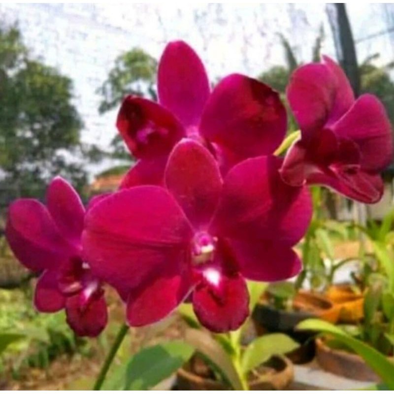 Jual Pohon Bunga Anggrek Dendrobium Spike Charak Red | Shopee Indonesia