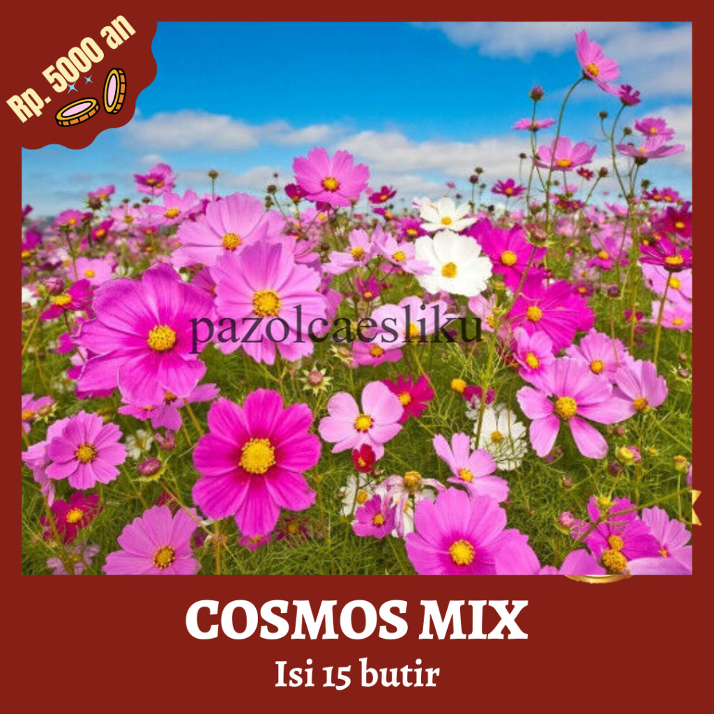 Jual Benih Bibit Biji Bunga COSMOS Import 15 butir Edible flower dan ...