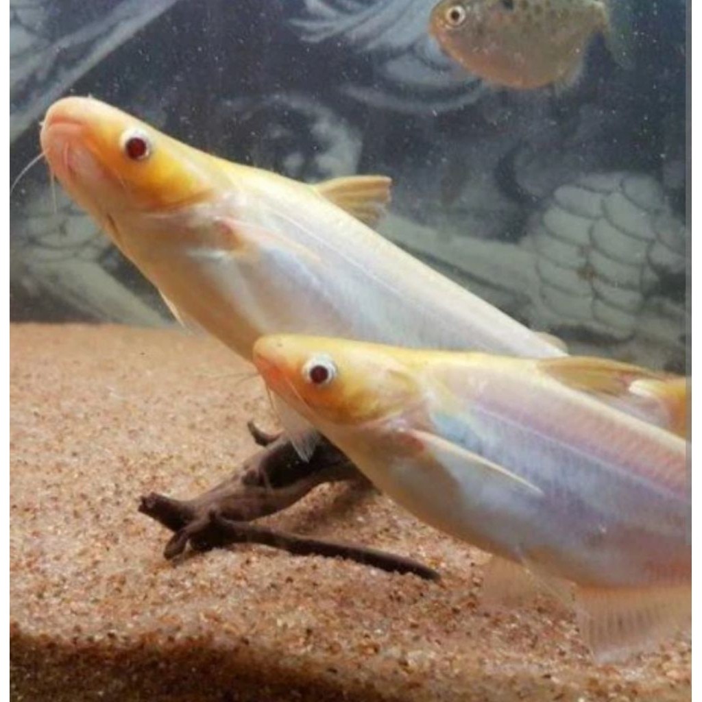 Jual ikan Patin ISI 4 Albino putih 6-8 CM untuk kolam hias tankmate koi ...