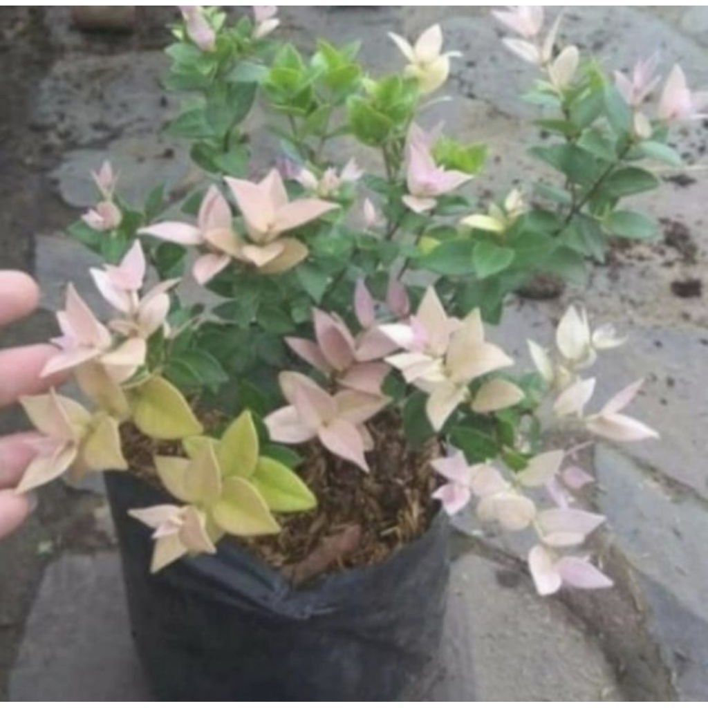 Jual Pohon Elsa Pink Tanaman Hias Pohon Daun Elsa Pink | Shopee Indonesia