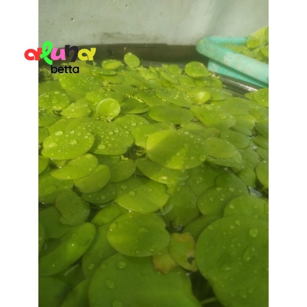 Jual Amazon Frogbit Tanaman Air Apung Ukuran S-L PAKET ISI 20 pohon ...