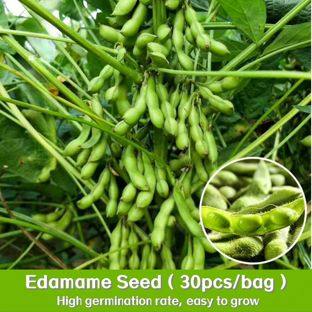 Jual isi 20 butir Benih Kacang Polong Unggulan berkualitas biji bibit ...