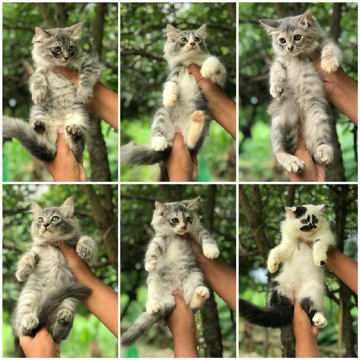 Jual Kucing Persia 2.5 Bulan Lucu Anak Kucing Angora Flatnose Peaknose ...