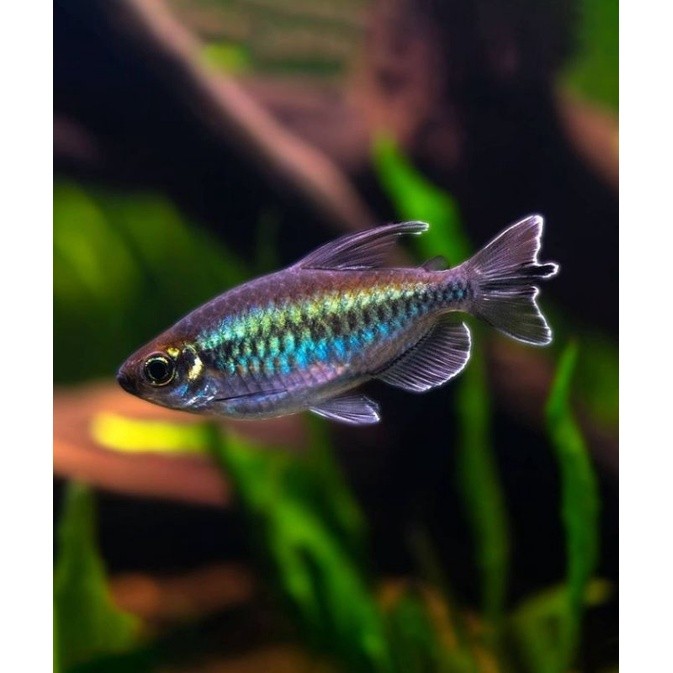 Jual Ikan Congo Tetra -3cm ( PAKET ISI 3 ) | Shopee Indonesia