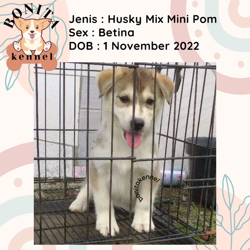 Jual Anak Anjing Husky Mix Mini Pom Pomsky MiniPomeranian | Shopee ...