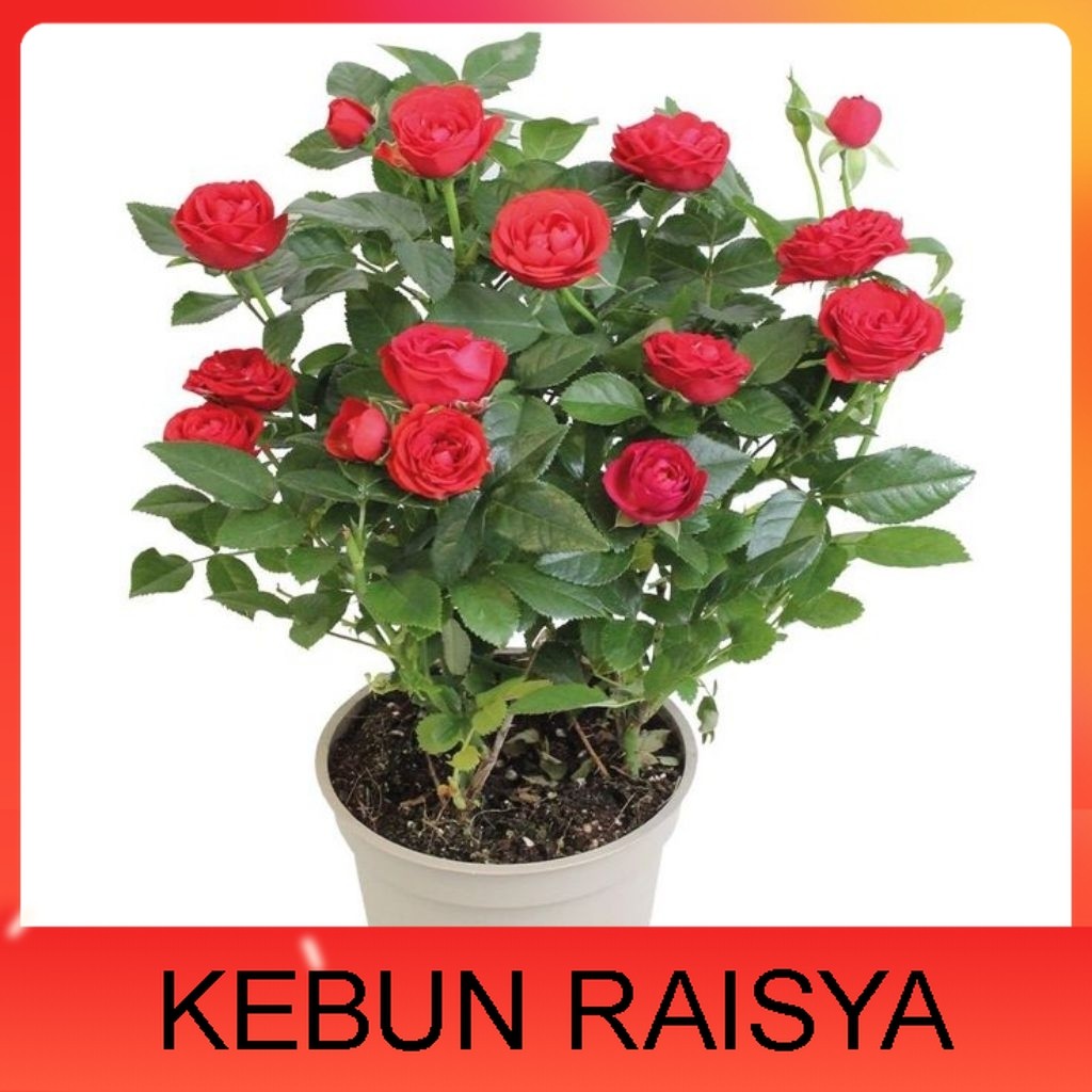 Jual Tanaman Hias Bunga Mawar Merah Hidup Bunga Mawar Segar Dan Sehat ...