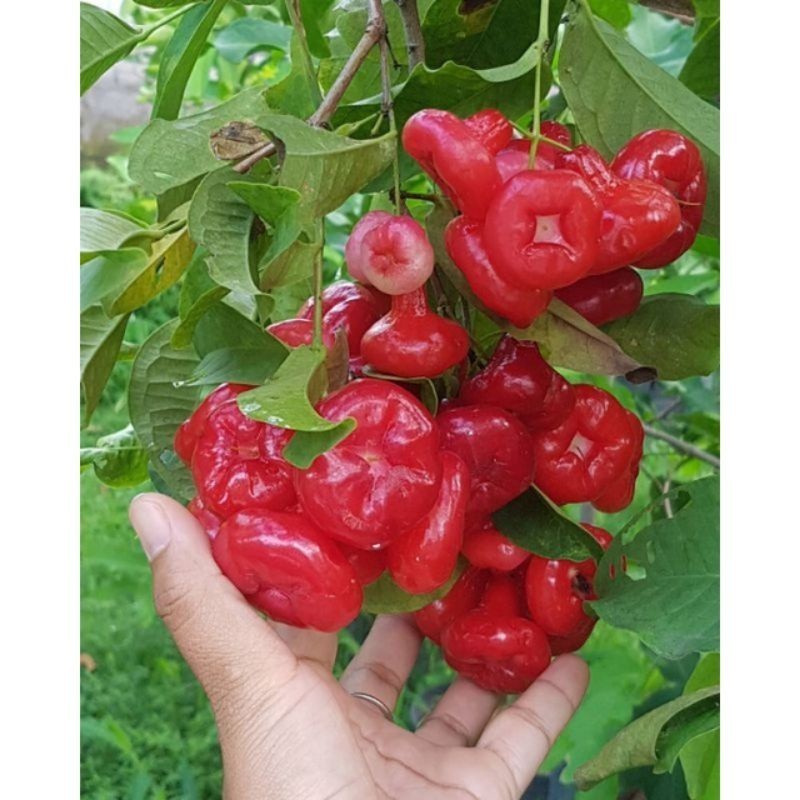 Jual Bibit Jambu Air Kancing Merah Okulasi Cepat Berbuah | Shopee Indonesia