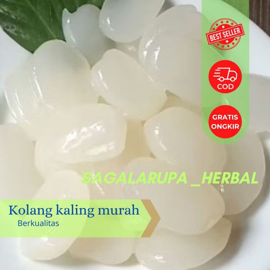Jual KOLANG KALING SEGAR/CANGKALENG SEGAR FRESH 500 GRAM | Shopee Indonesia