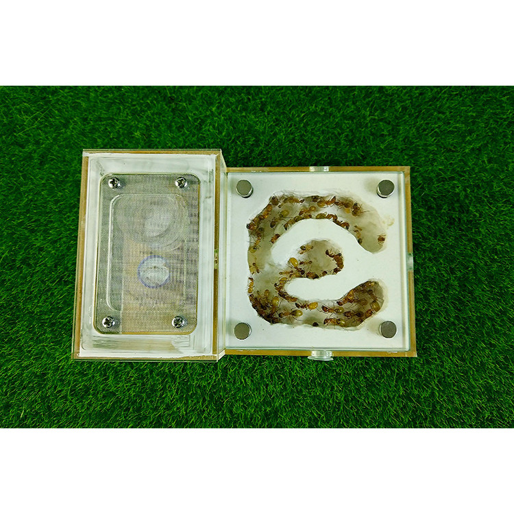 Jual Small Court Ant Nest Castle Single Water Tower Pet Ant ...