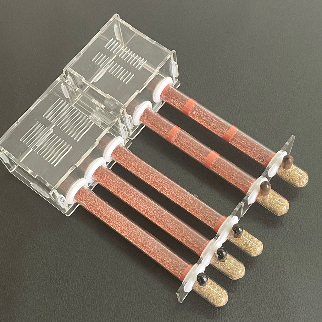 Jual Ecological moisturing sand Ant Farm Bamboo Test Tube Ant Nest ...