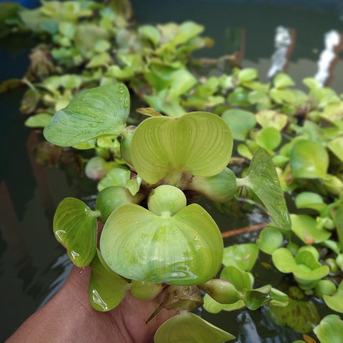 Jual Tanaman eceng gondok 1kg (bisa cod) | Shopee Indonesia