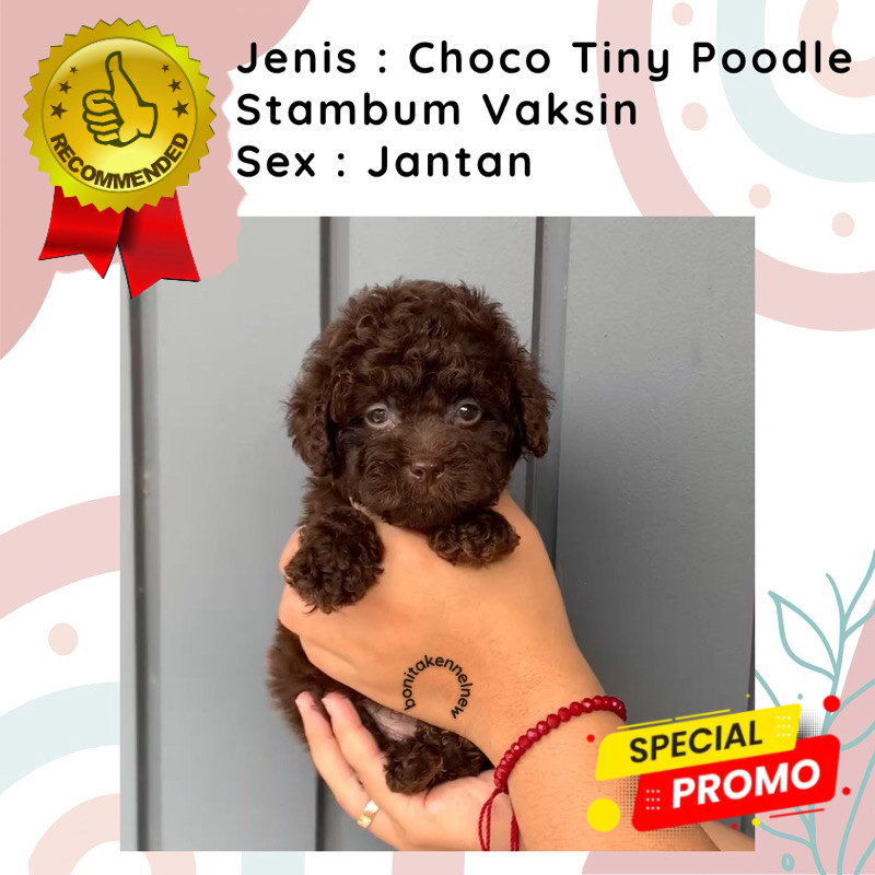 Jual Anak Anjing Choco Toy Tiny Tea Cup Poodle Stambum Light Fawn Toy ...