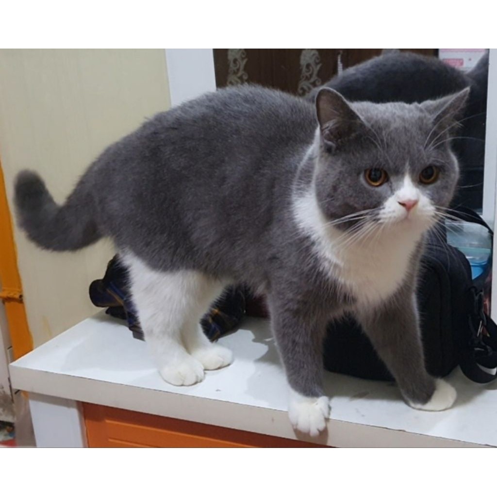 Jual kucing bsh bicolour jantan 2 tahun | Shopee Indonesia
