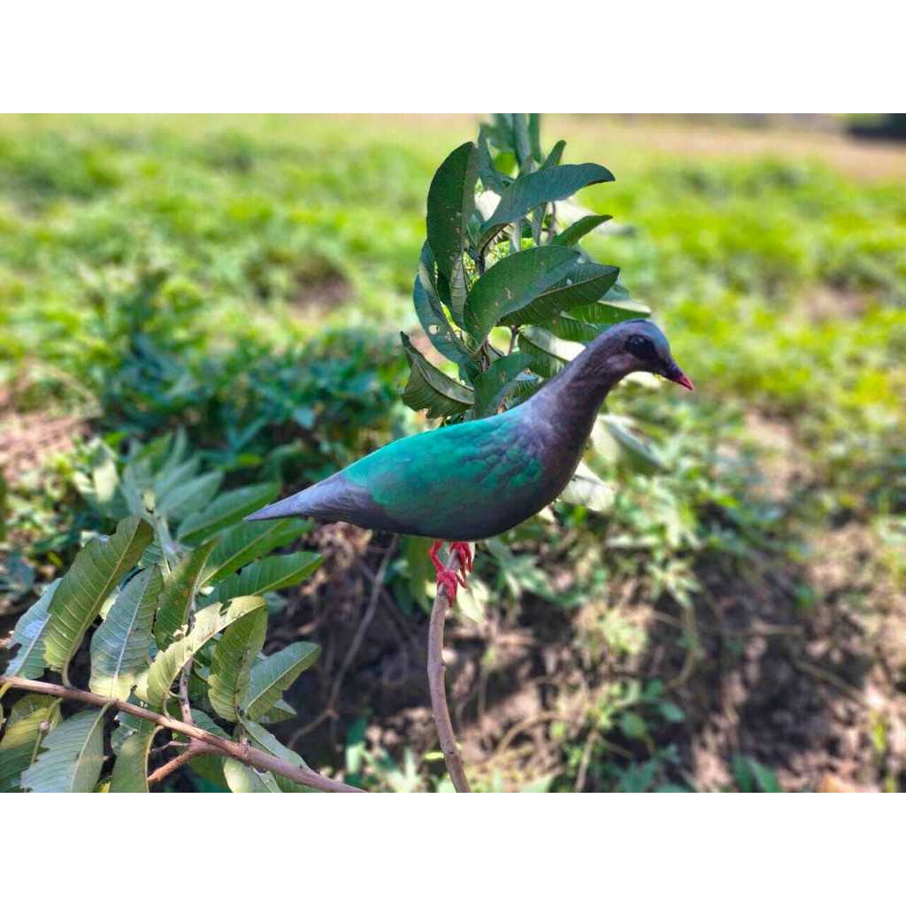 Jual PATUNG JONTROT BURUNG PUNAI TANAH LIMUKAN MIRIP ASLI - BAHAN SPONS ...